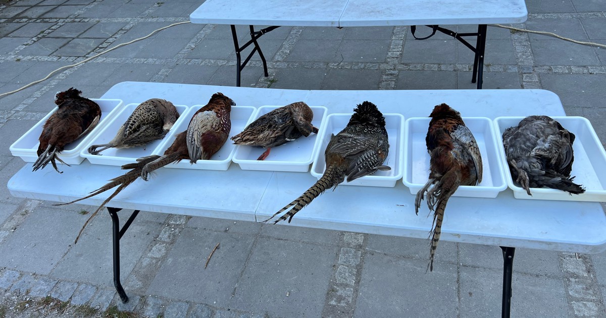 Fugledissektion - Hvordan tygger fuglen sin føde? (Skills ...